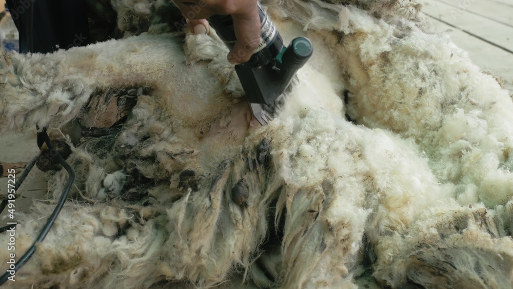 Men shearer shearing sheep at agricultural show in competition. The ...