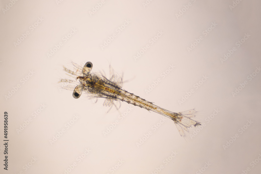 Closeup mysis stage of Vannamei shrimp in light microscope, Shrimp ...