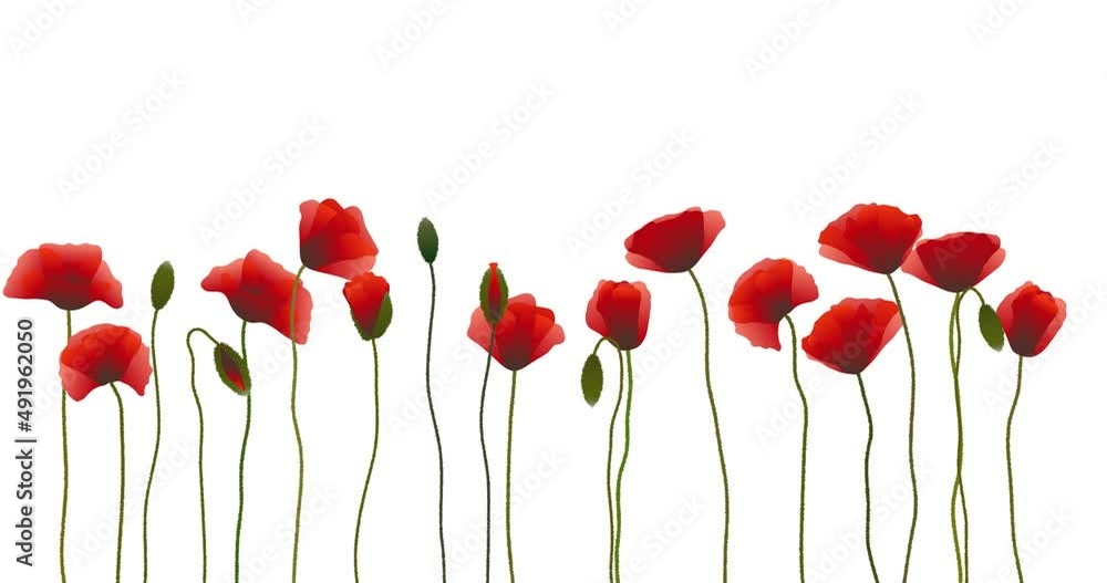 Realistic red poppy flowers bending 4k loop animation with alpha ...