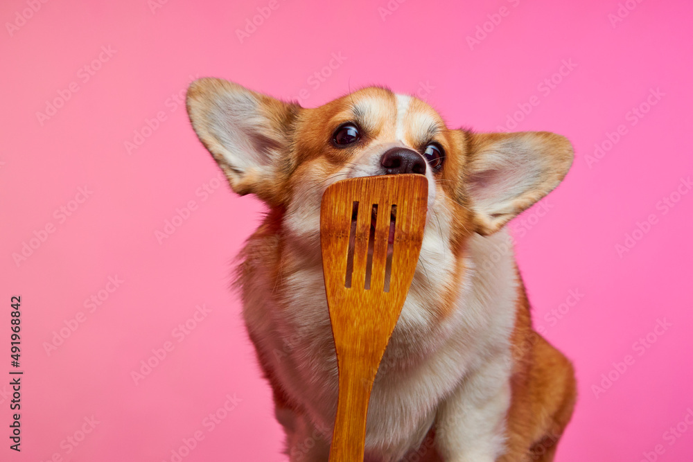Funny studio portrait of a Welsh Corgi Pembroke dog on a pink ...