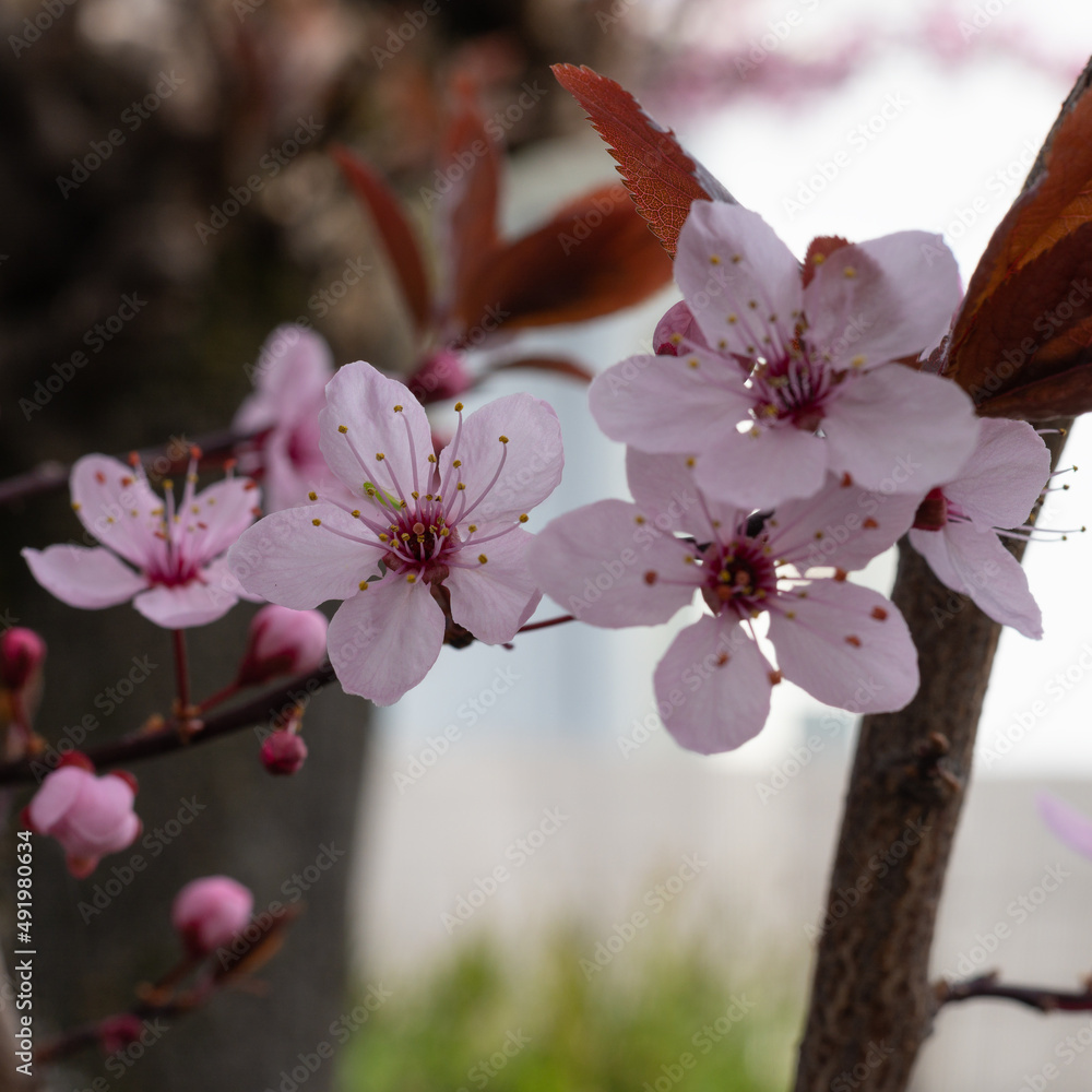 fleurs de prunus Stock Photo | Adobe Stock