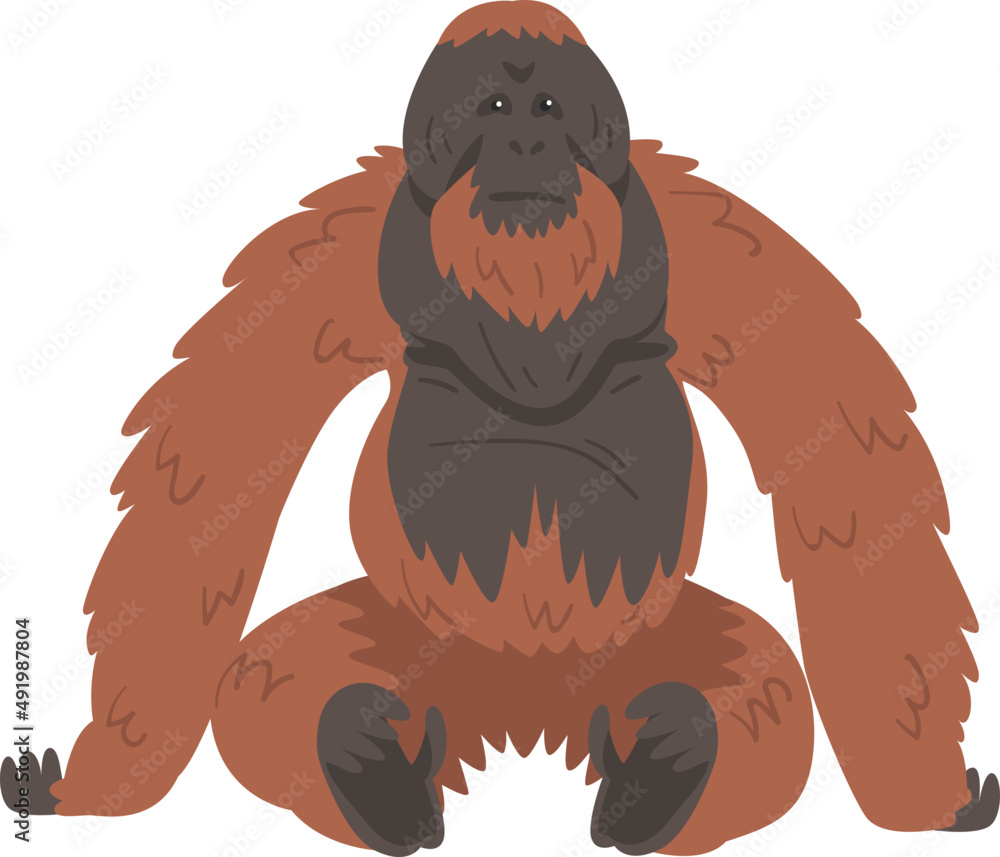 Poster Orangutan Monkey with Brown Hair as Arboreal Great Ape with Long ...