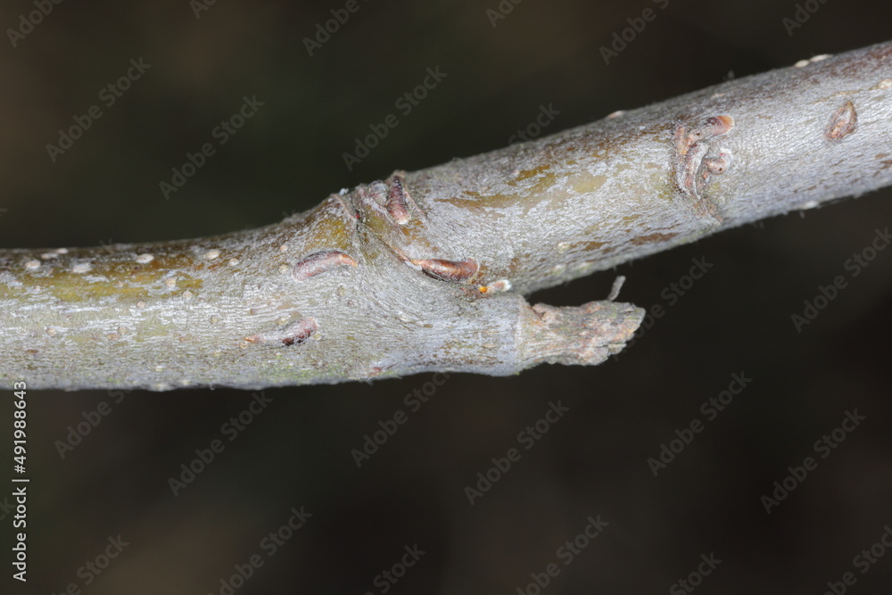 Apple mussel scale or oystershell scale (Lepidosaphes ulmi) is a widely ...