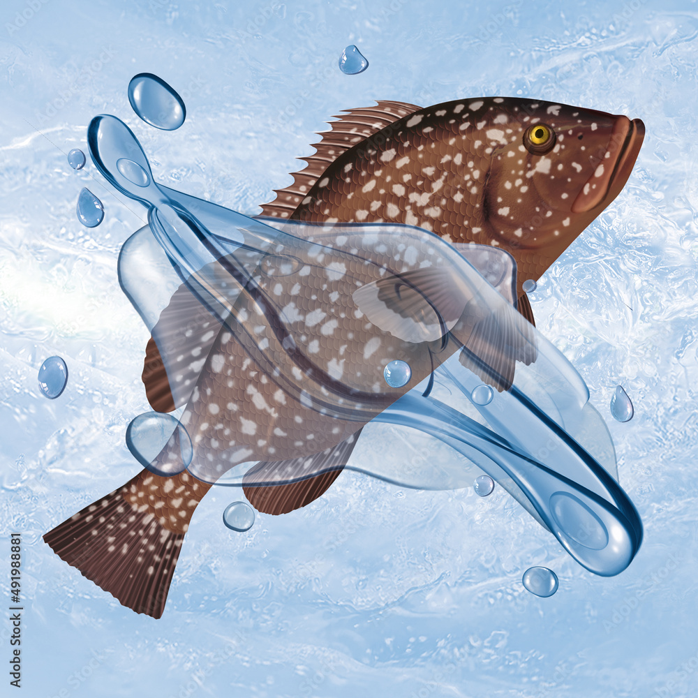 poisson, mérou , animal, isolé, carpe, eau, aliment, attraper, blanc ...