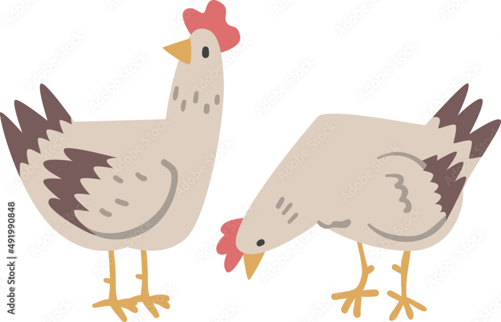 Poster Hen Female Chicken Bird as Farm Animal and Domestic Livestock ...