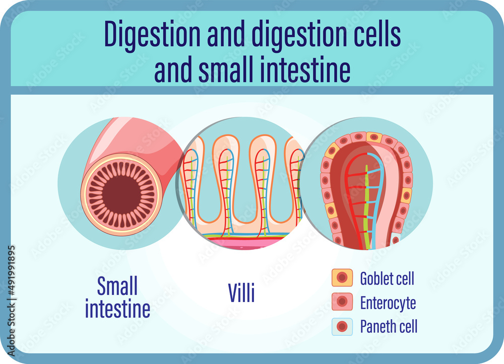 Digestion anddigestion cells and small intestine Stock Vector | Adobe Stock