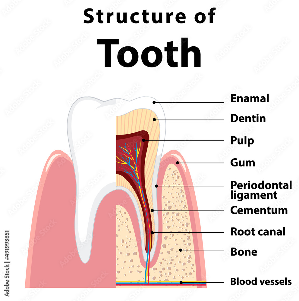 Infographic of human in structure of tooth Stock Vector | Adobe Stock