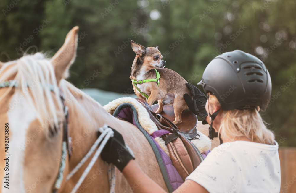 Horse riding hobby. At the ranch. Dog in the saddle. Horse rider ...