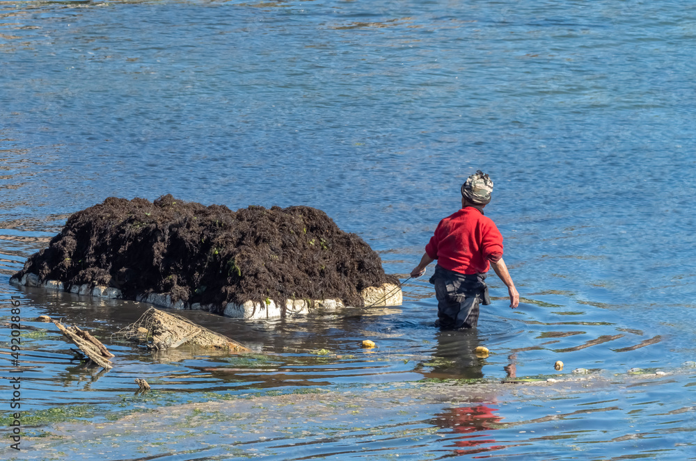 Women collecting seaweed on the low tide shores of the fjords of Chiloé island, Chile. Seeweed ...