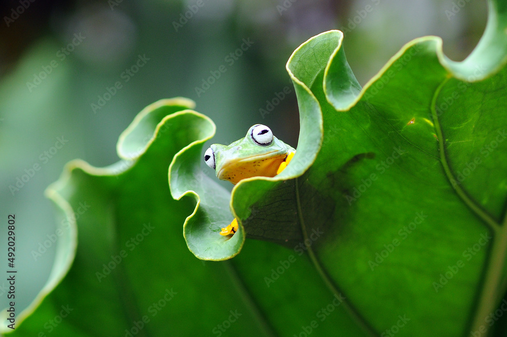 tree frog on a leaf, tree frog, frog, flying frog, Stock Photo | Adobe ...