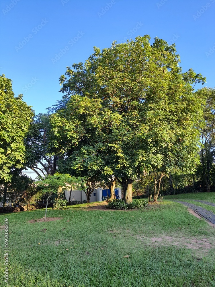 Pachira aquatica tree Aubl. It is a tree of the Malvaceae or ...