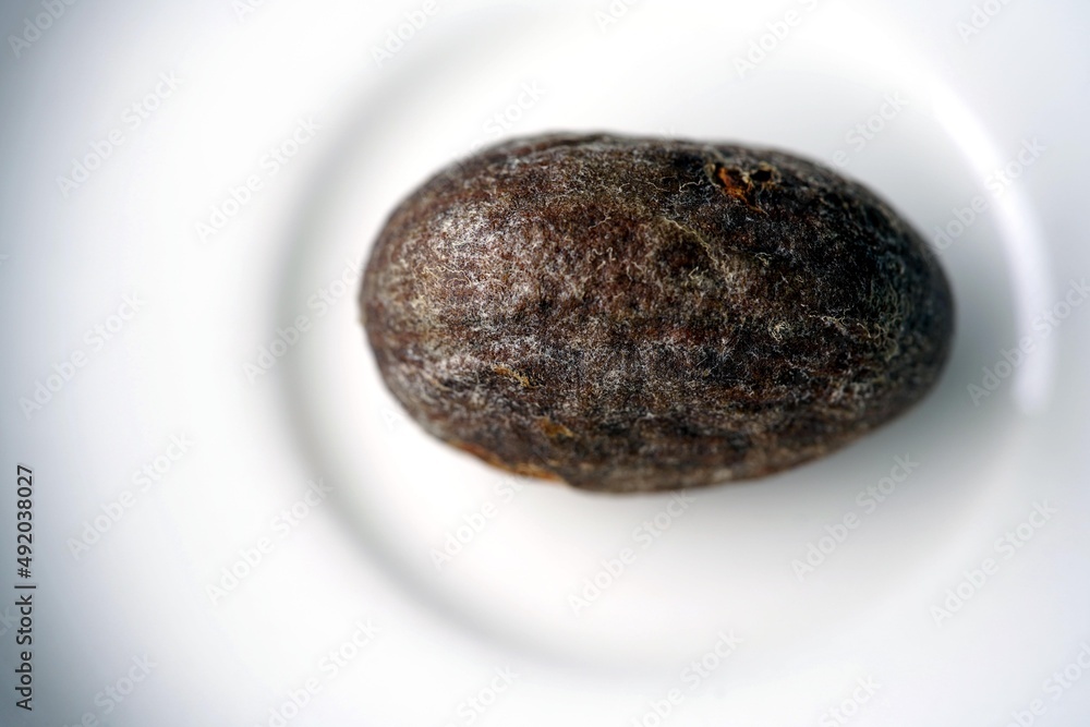 Semente de Platonia insignis, the sole species of the genus Platonia ...