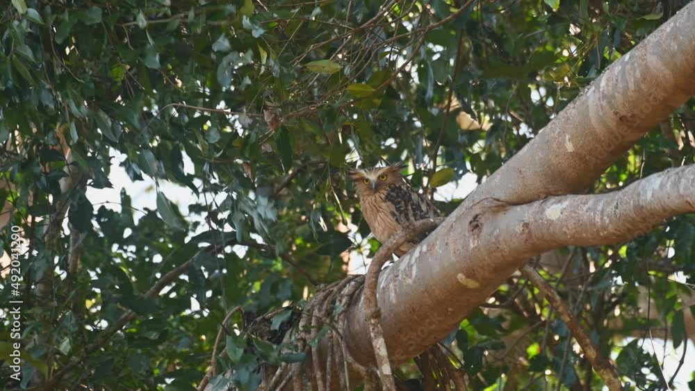 Very windy day in the forest as this owl looks down and turns around to ...