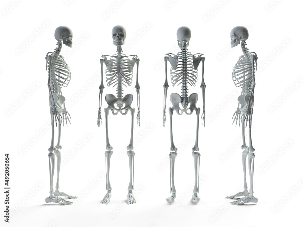 3d render skeleton in four angles medical diagram structure of the ...