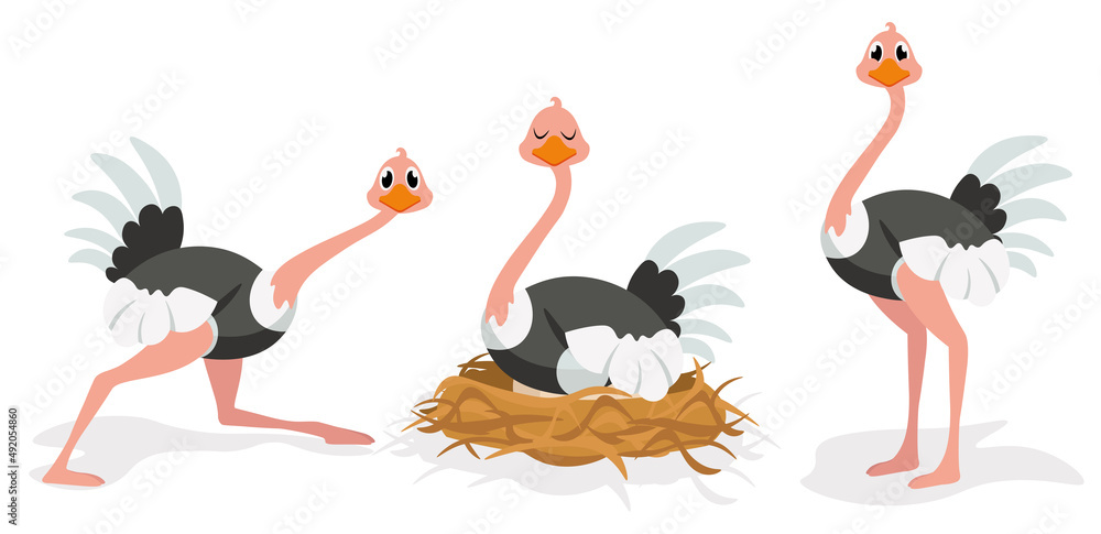 Vector illustration cute and beautiful ostrich on white background ...