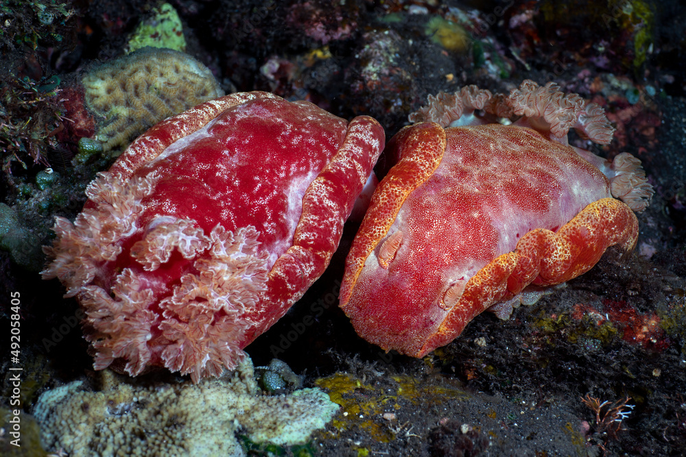 Foto de Mating of giant nudibranchs (sea slugs) - Spanish Dancer ...