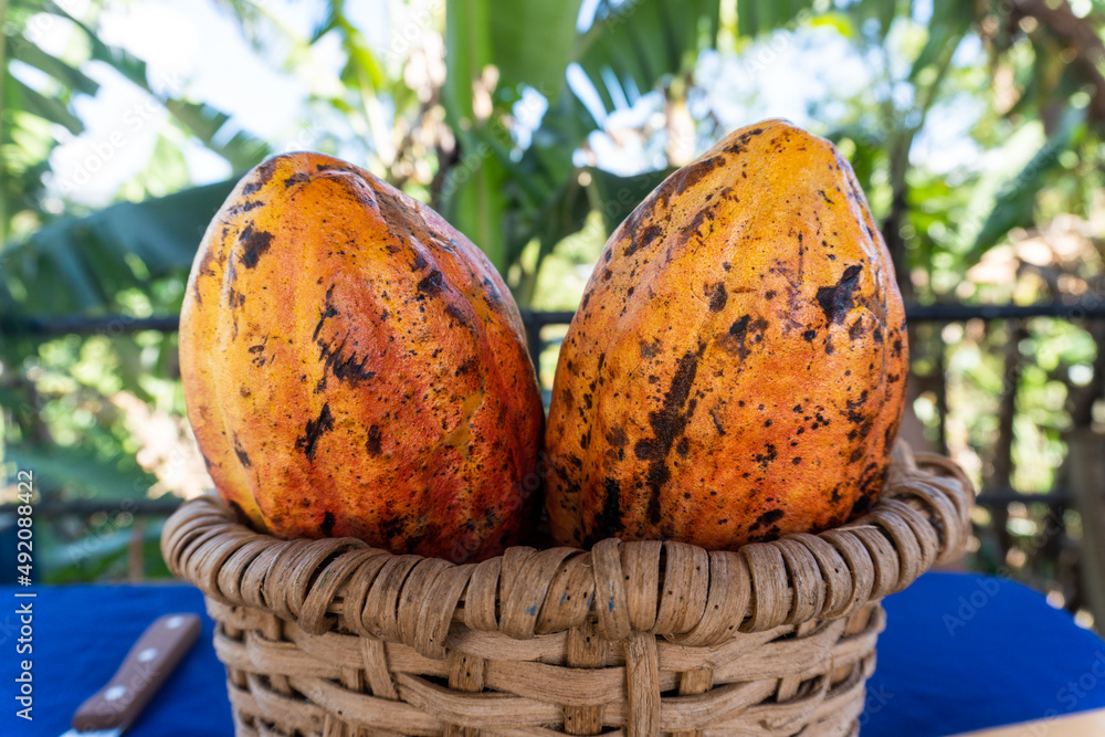 Cocoa pods in a basket. (Theobroma cacao). Cocoa seeds, cocoa beans, are used to make chocolate ...