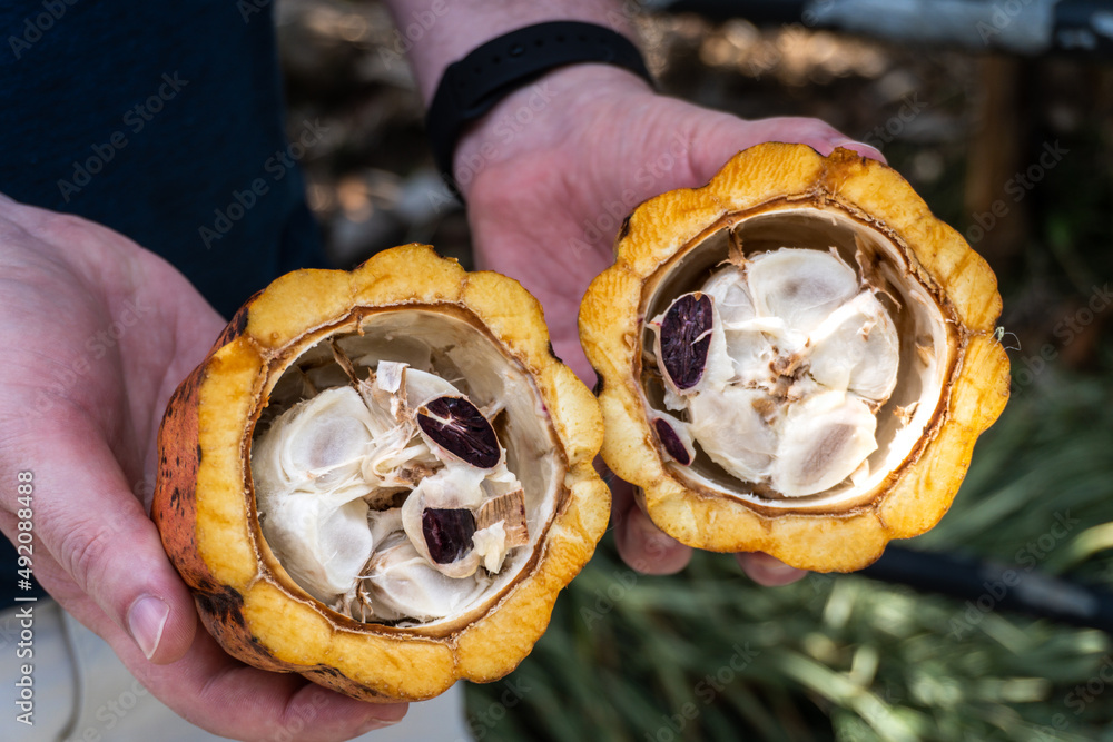 Cocoa pod split in half. Cocoa beans in pulps in a freshly cut cocoa ...