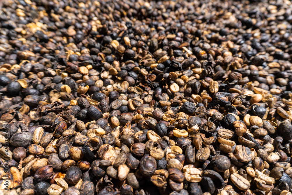 Coffee berries left to dry in the sun. Dry process, natural processing ...