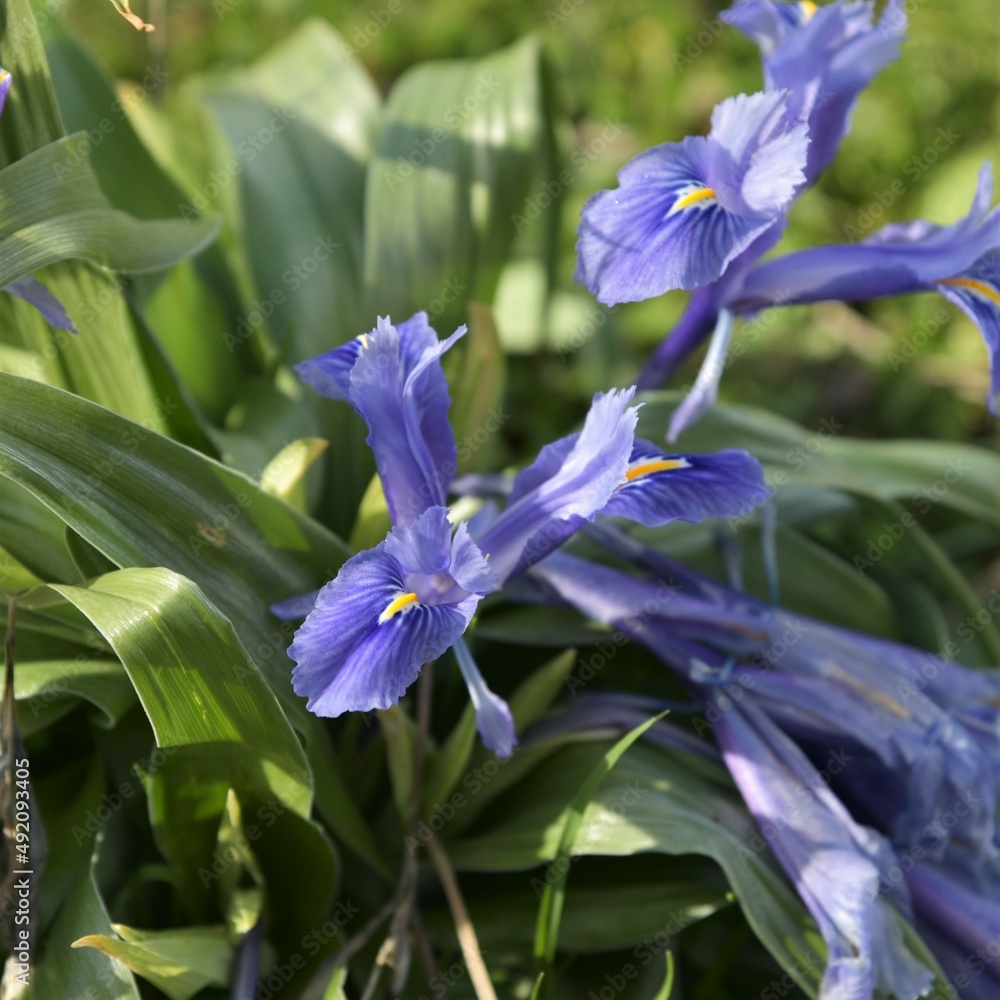 Close-up of lump of light blue blooming dwarf Iris planifolia with its ...