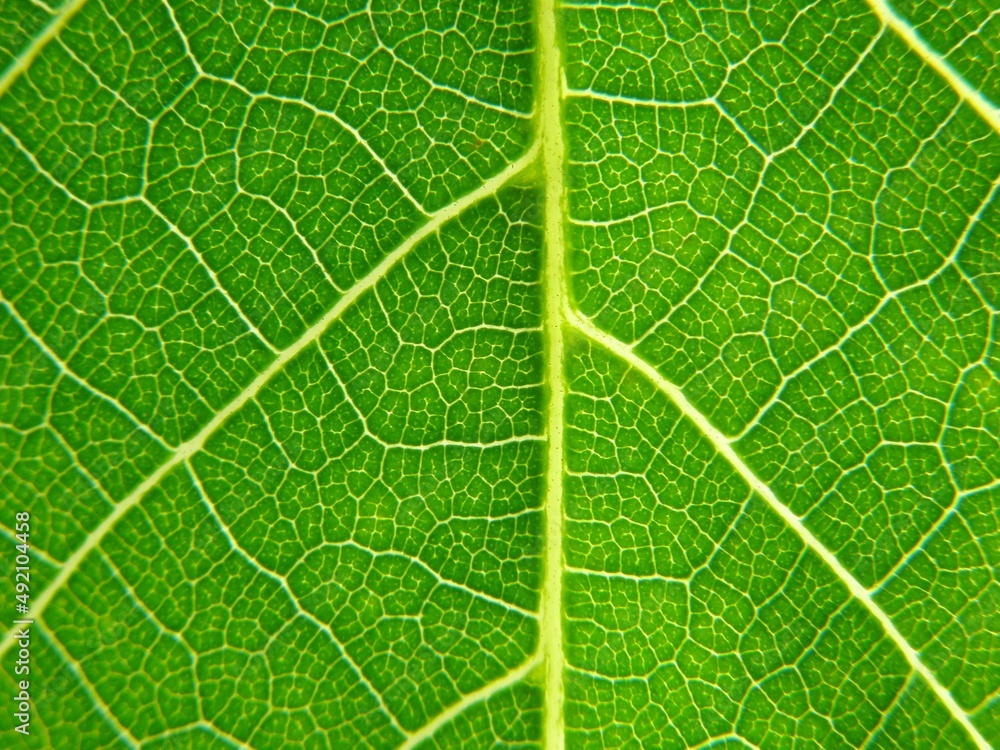 leaf Stock Photo | Adobe Stock