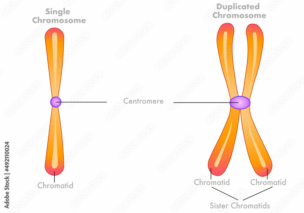 Unduplicated single, duplicated Chromosomes diagram. Sister Chromatids ... Unduplicated single, duplicated Chromosomes diagram. Sister Chromatids ...