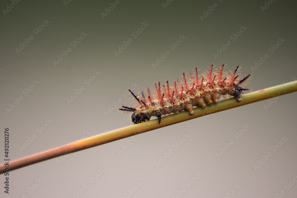 Palmer Worm Image Clipart