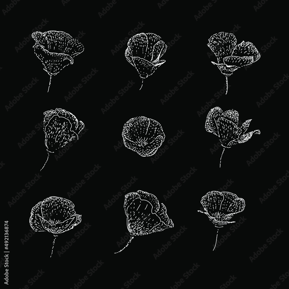 california poppy flower set hand drawing vector illustration isolated ...