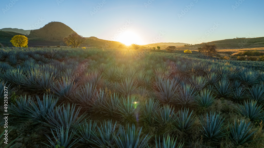 paisaje de agave, tequilana wever, planta con la que se fabrica el ...