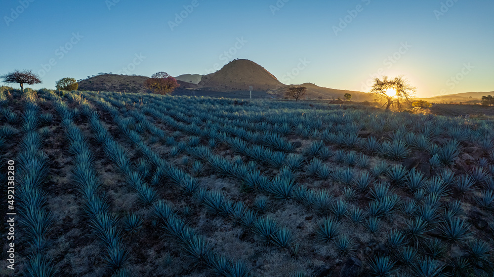 paisaje de agave, tequilana wever, planta con la que se fabrica el ...