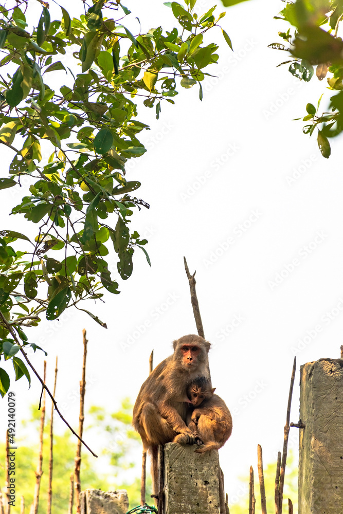 Rhesus Macaque Monkey with Baby Breastfeeding in the Sundarbans Stock ...