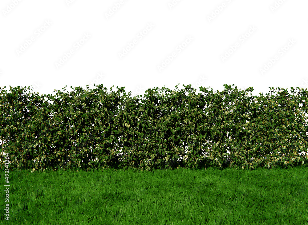Isometric shrub plant 3d rendering Stock Photo | Adobe Stock