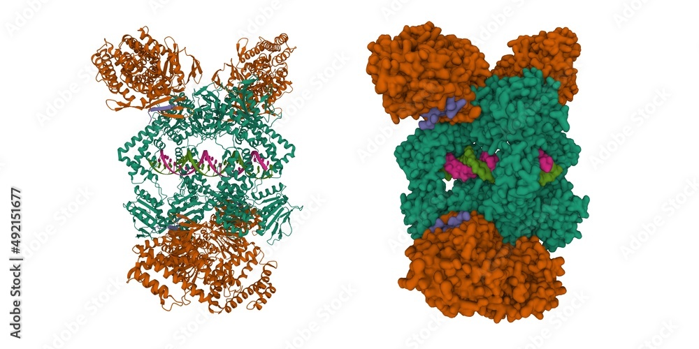 Cas1-Cas2-Csn2-DNA complex from the Type II-A CRISPR-Cas system. 3D ...