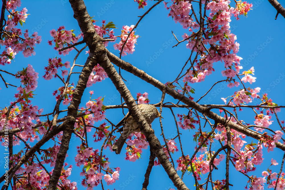 Branches of the plum tree in full bloom seen from underneath with bird ...