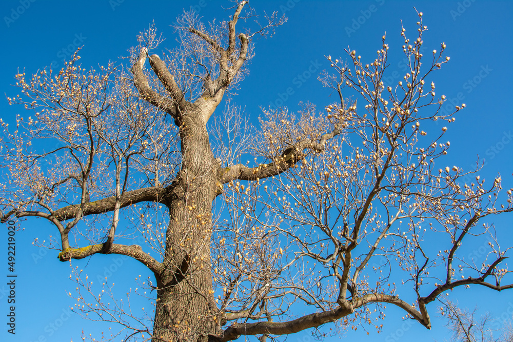 Shuzenzi-kan-zakura deciduous broad-leaved tree of the rosaceae ...
