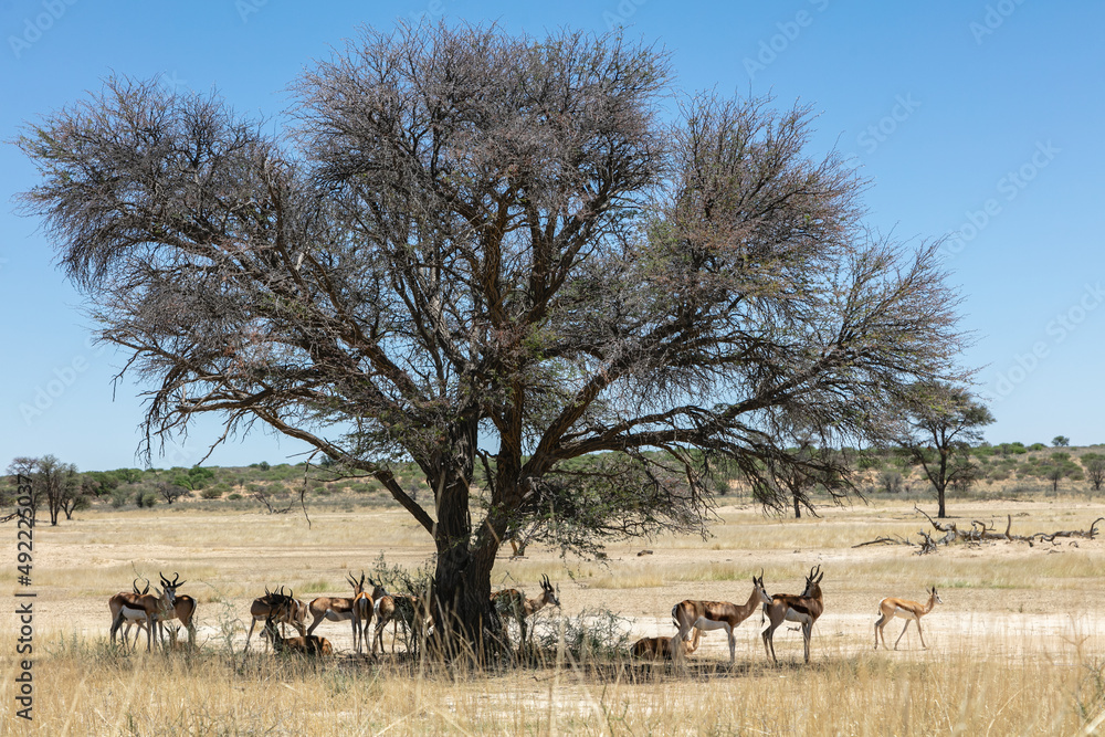 A group of springbok standing in the shade of a tree during a hot day ...