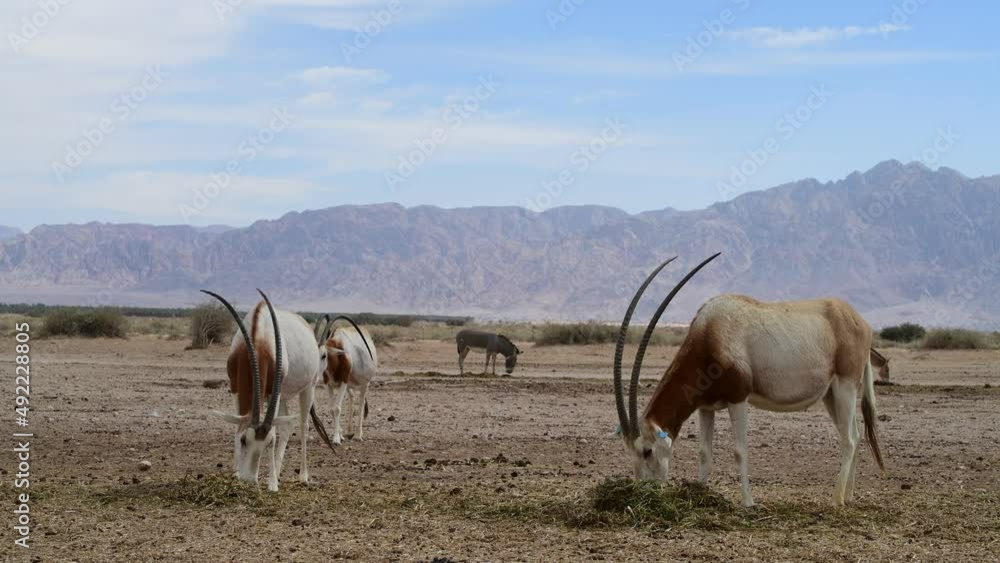 Antelope scimitar horn Oryx (Oryx leucoryx). Due to danger of ...