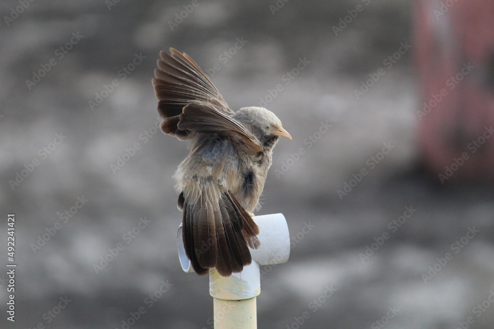 asian bird of Jungle babbler on the pvc pipe with try to open its wings ...