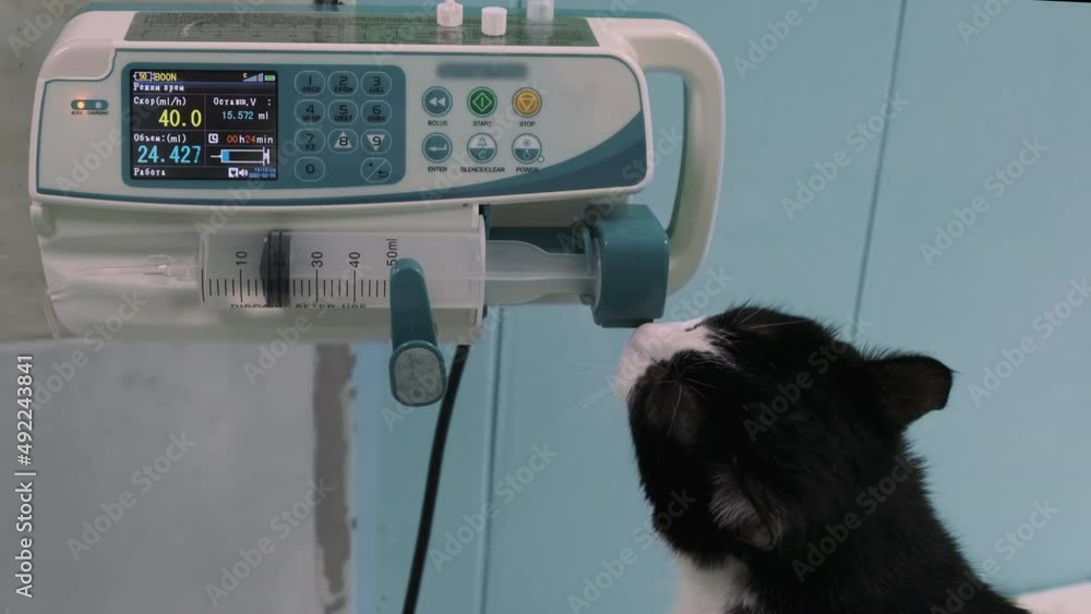Close-up, cat sniffs working pump monitor syringe in veterinary clinic ...