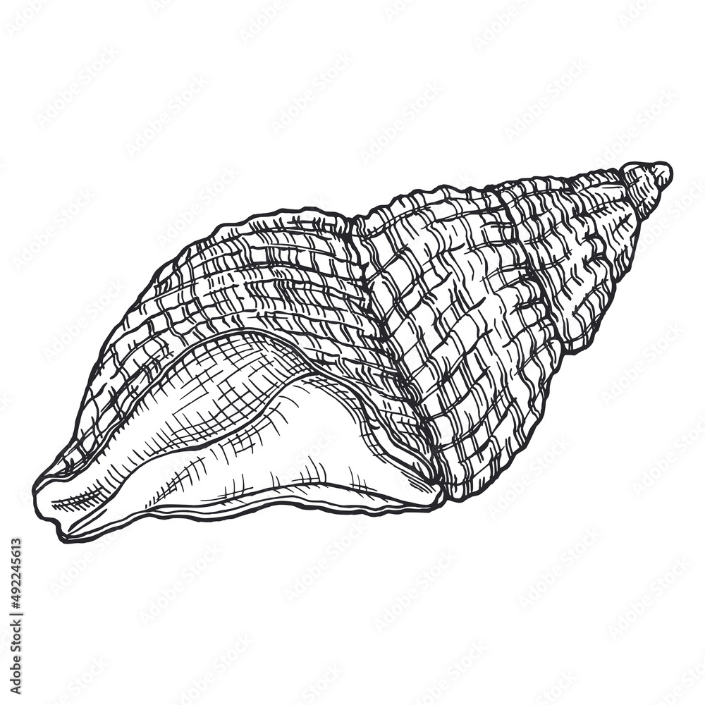 Sea shell outline hand-drawn sketch. Marine shell doodle illustration ...