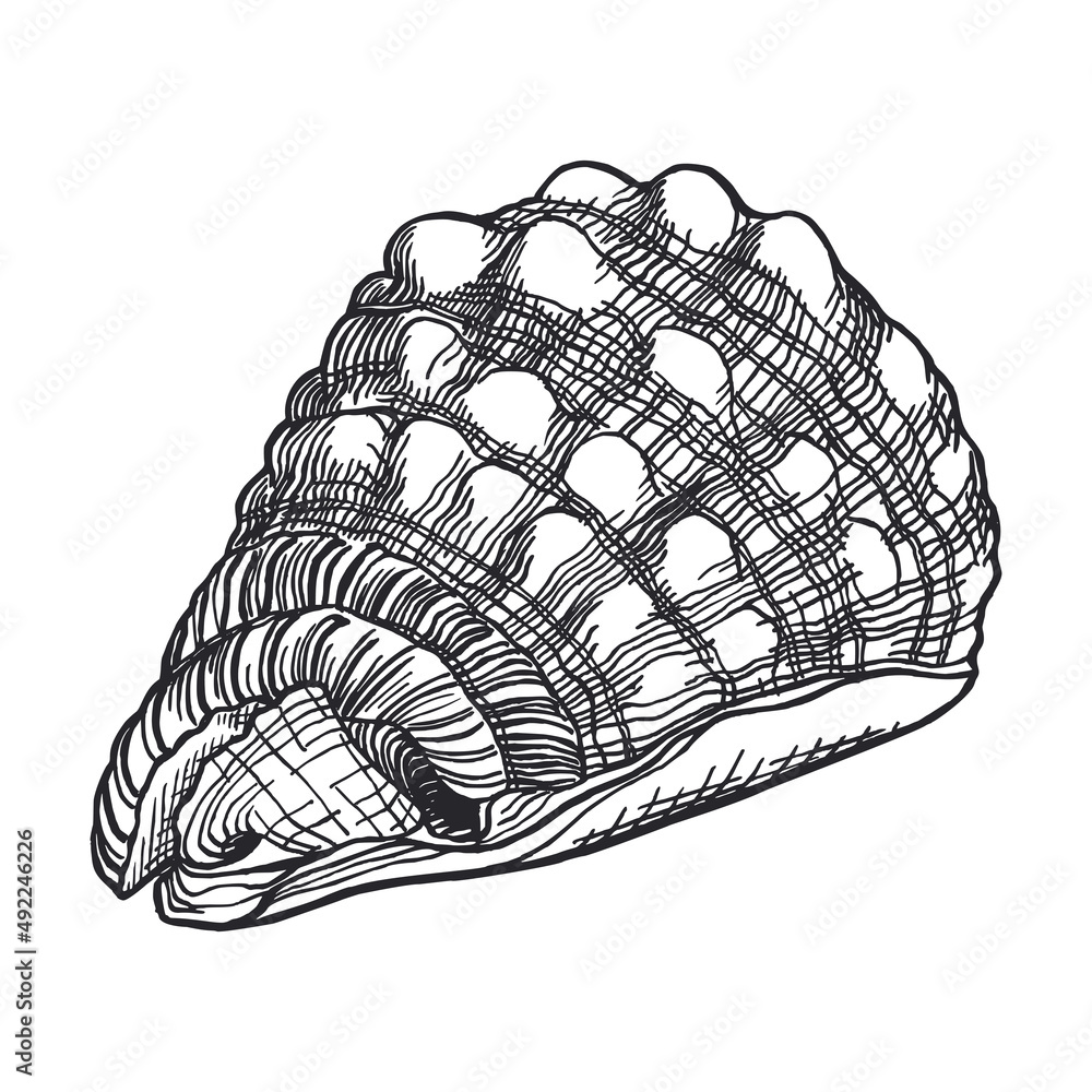 Sea shell outline hand-drawn sketch. Marine shell doodle illustration ...