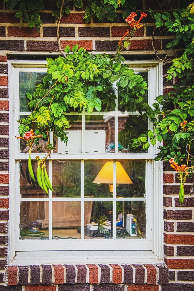 Bright orange flowering Trumpet Vine hangs over distressed painted ...