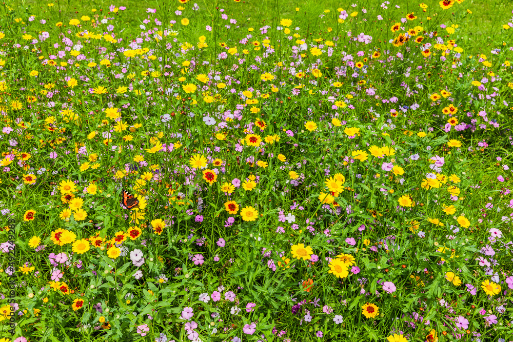 Wildblumenwiese mit bunten Wiesenblumen Stock Photo | Adobe Stock