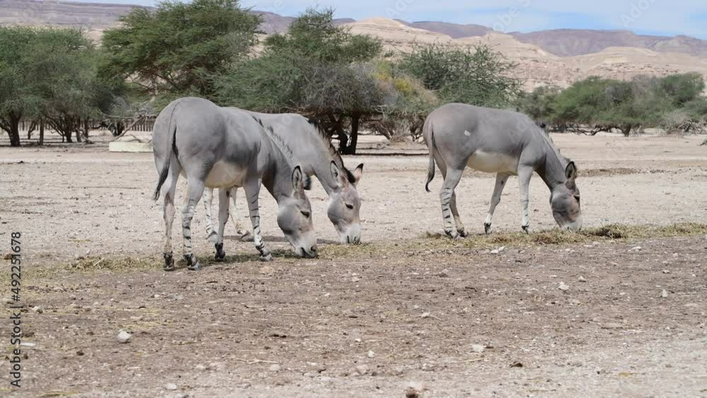 Somali wild donkey (Equus africanus) in nature reserve of the Middle ...