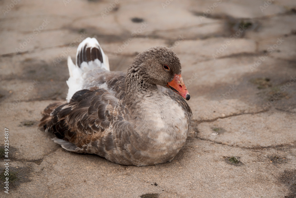 Poster Pato doméstico con gesto muy tierno tumbado sobre el suelo de ...