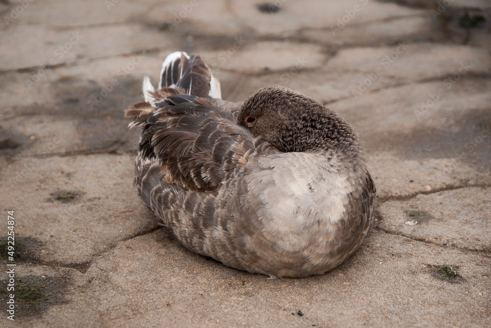 Foto de Pato doméstico con gesto muy tierno tumbado sobre el suelo de ...