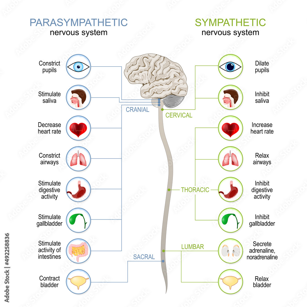 Sympathetic And Parasympathetic Nervous System Stock Vector Adobe Stock Sympathetic And Parasympathetic Nervous System Stock Vector Adobe Stock