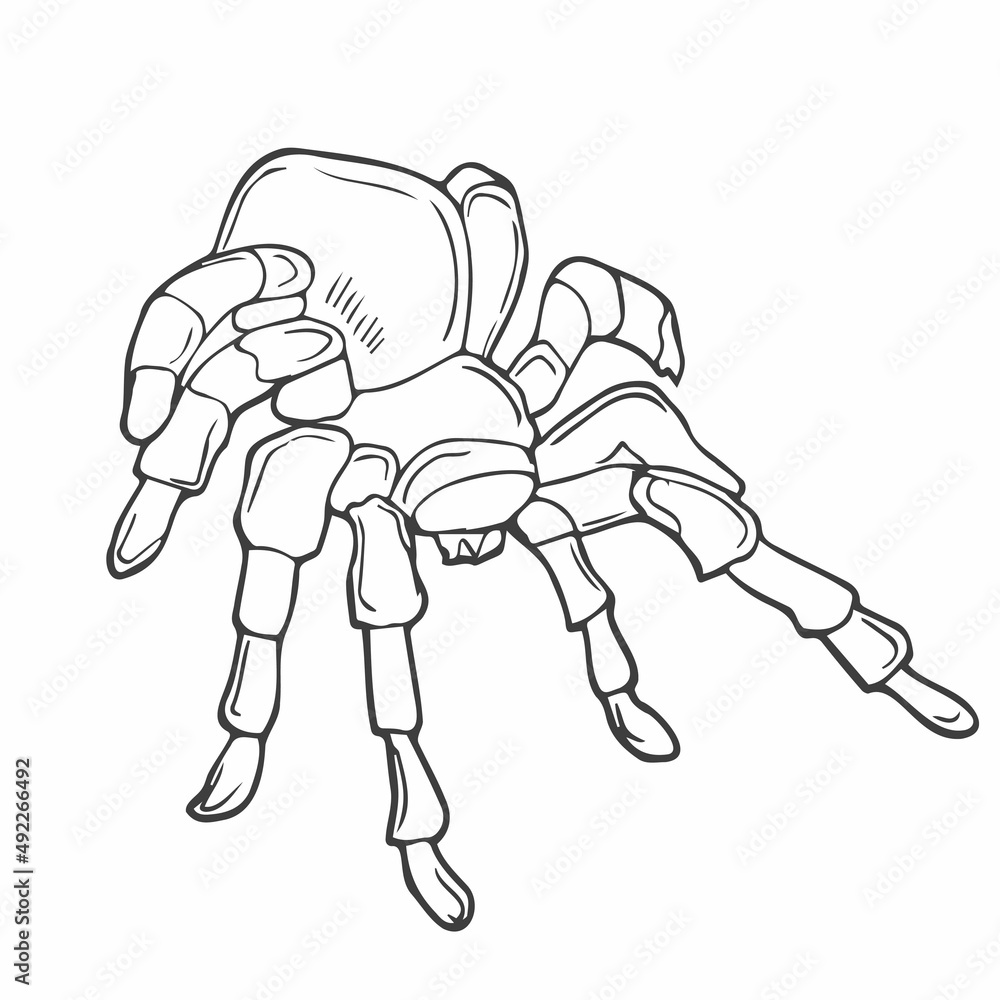 Close up macro shot of a spider in linear style vector illustration ...