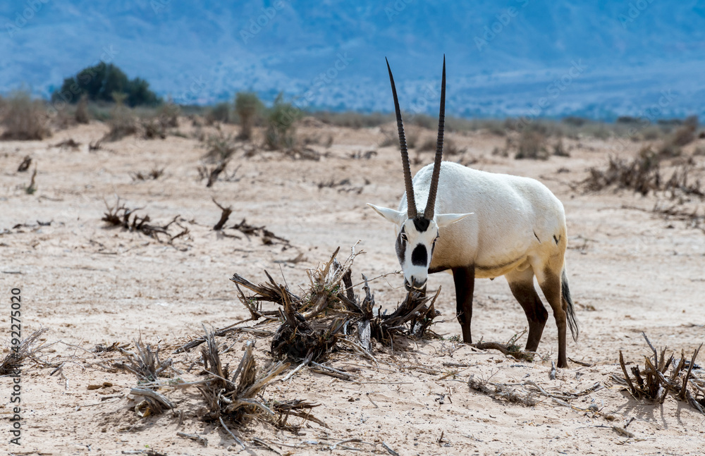 Antelope Arabian white oryx (Oryx dammah) inhabits native environments ...