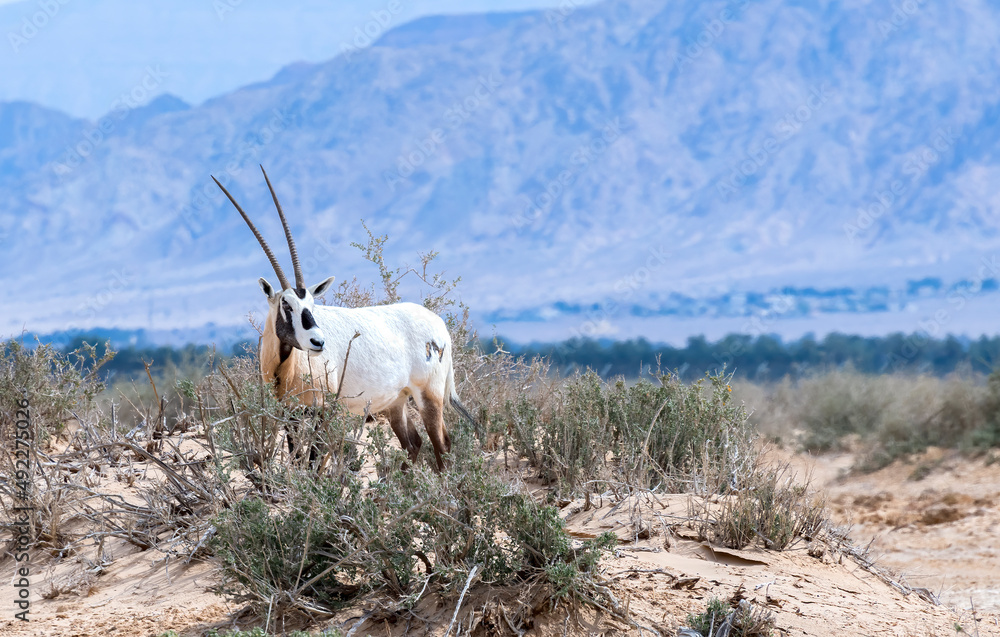 Antelope Arabian white oryx (Oryx dammah) inhabits native environments ...